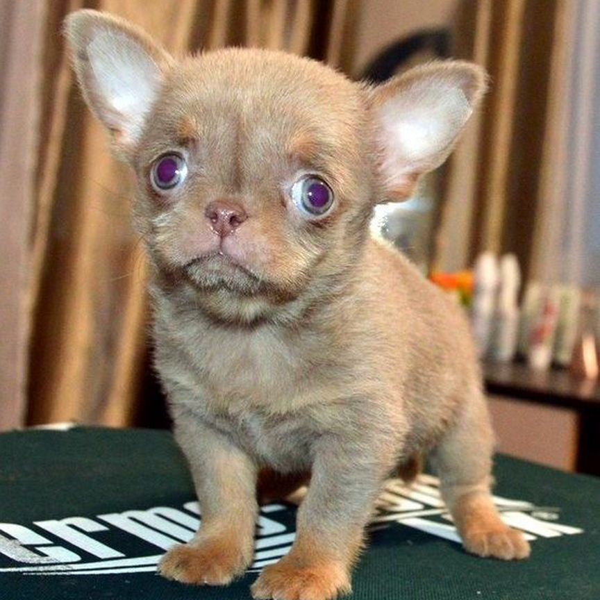 Чихуахуа, щенок