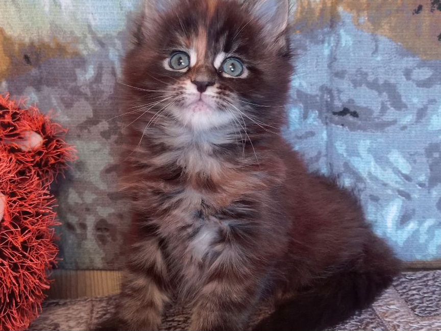 Котята мейн-кун, девочки. Чистокровные