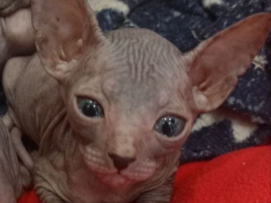 Котята сфинкс