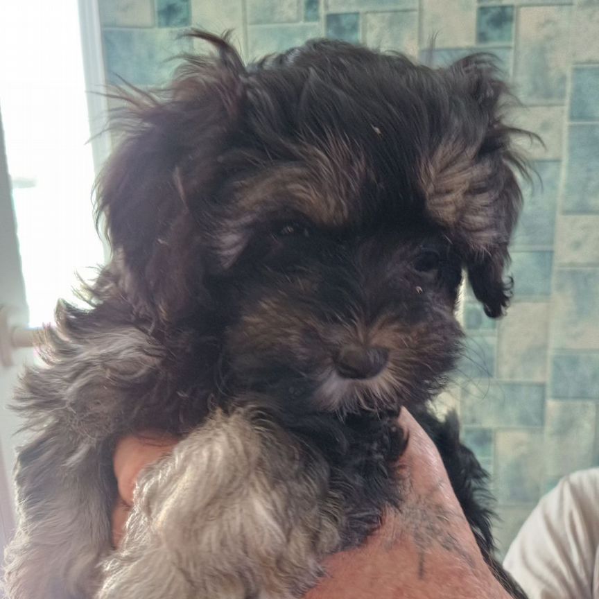 Щенки мальтипу f2