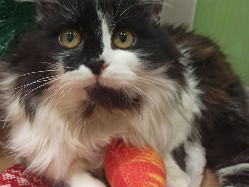 SOS Котенок Милок ищет дом