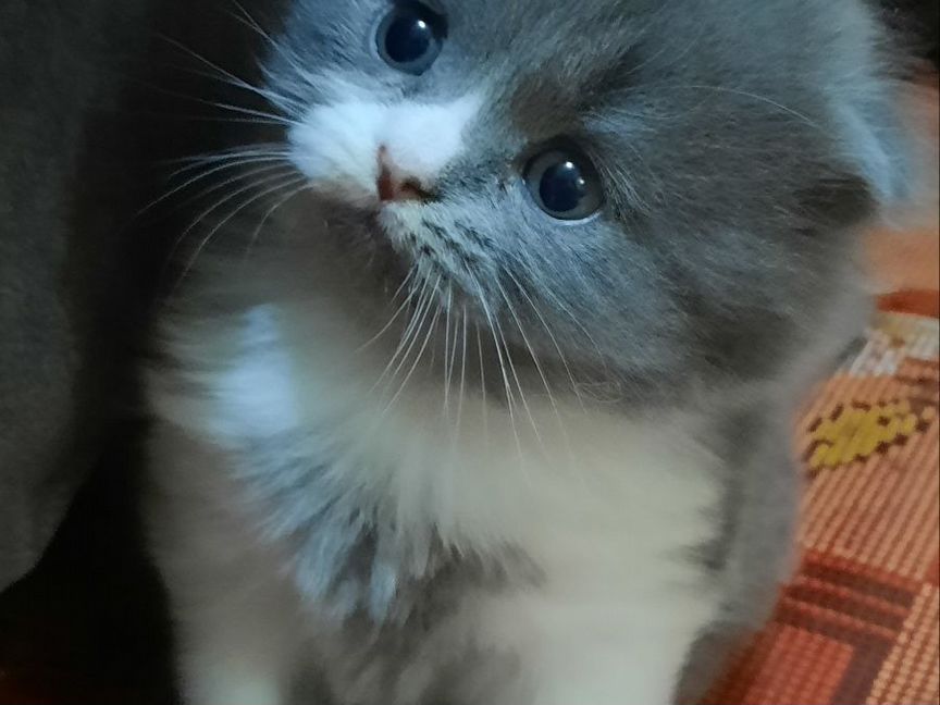 Шотландская кошка