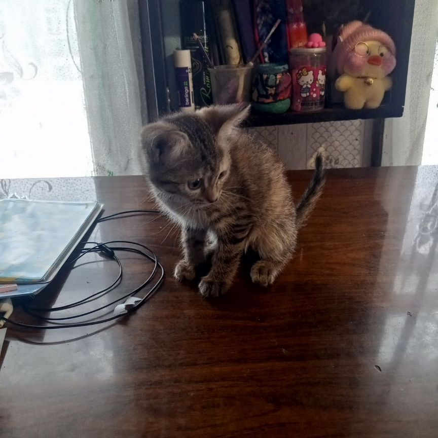 Котята