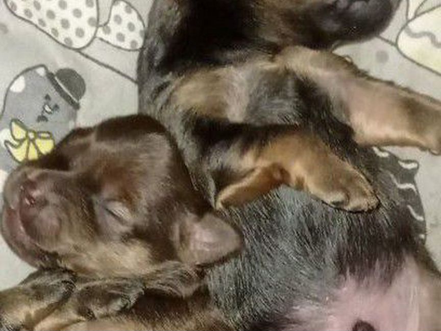 Щенки той терьера