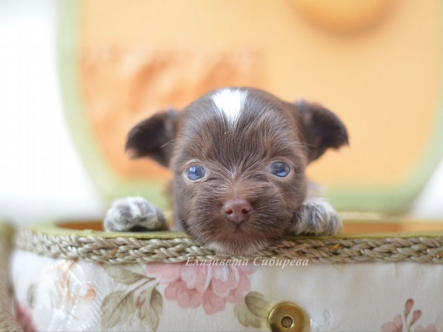 Биро мальчик