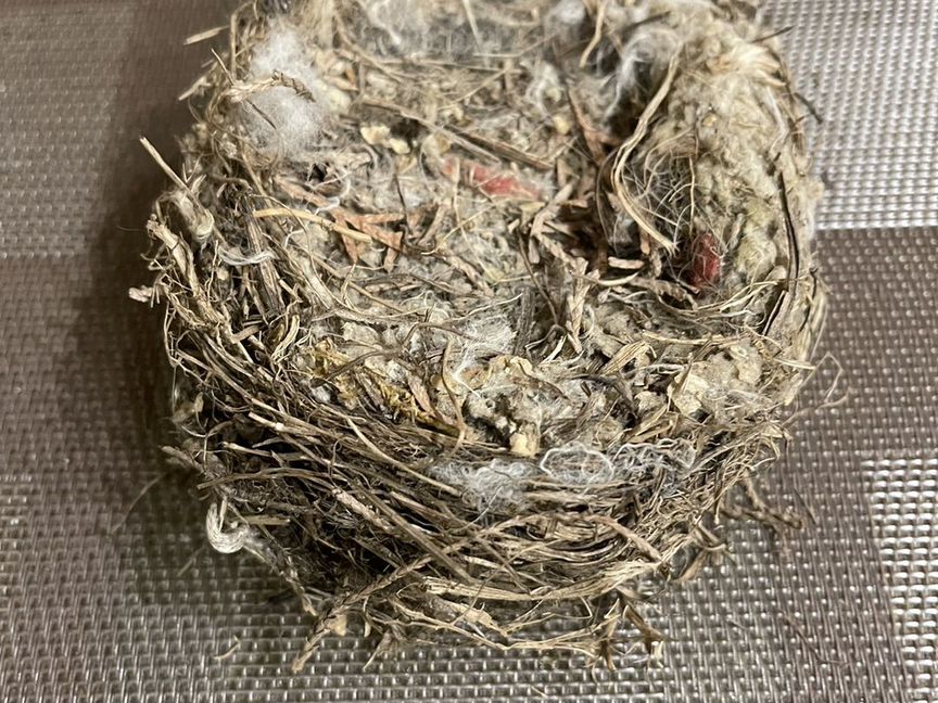 Птичье гнездо