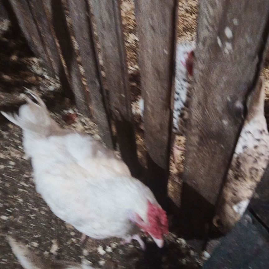 Петух пушкинской породы 7 месяцев