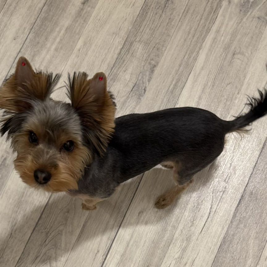 Йоркширский терьер, щенок