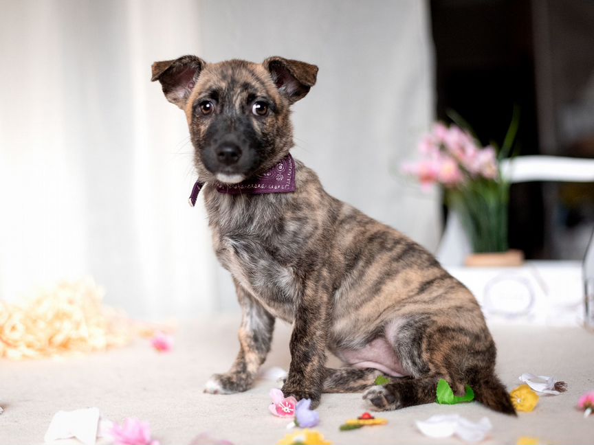 Габби мелкаш в добрые руки