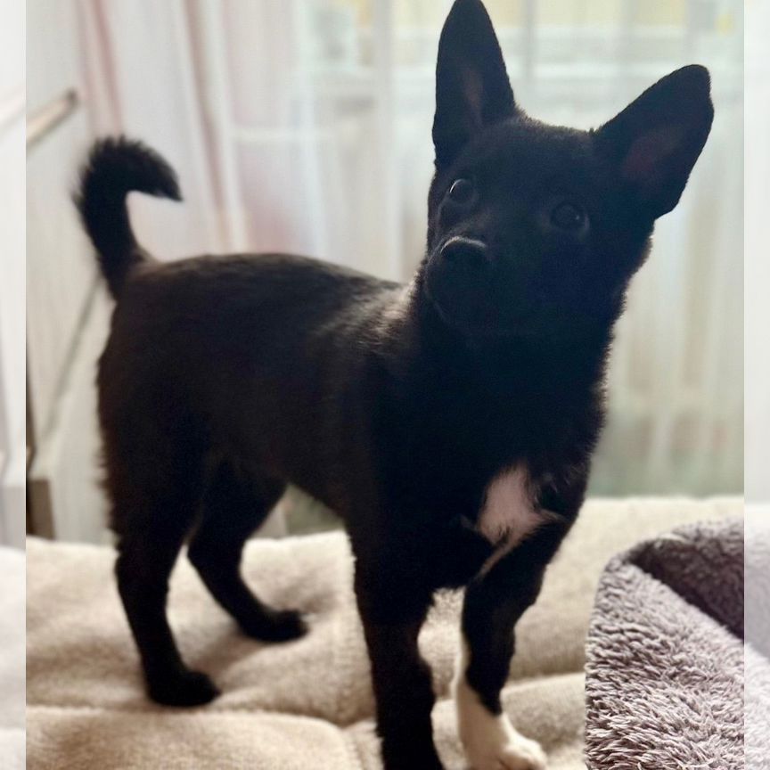 Щенок в добрые руки