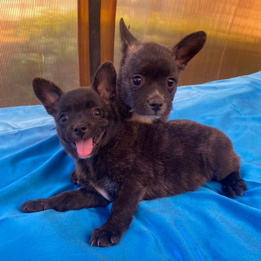 Щенки бульшиц