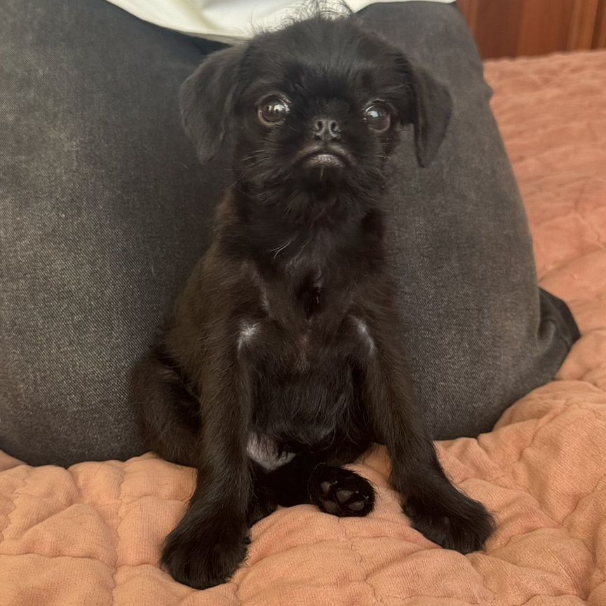 Бельгийский гриффон, щенок