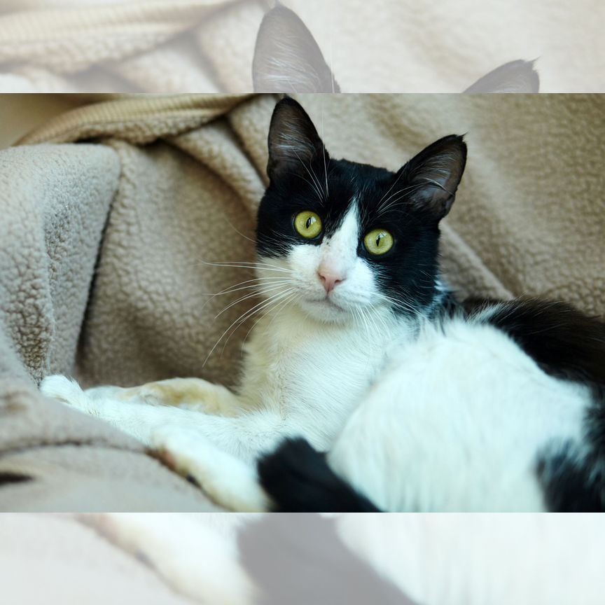 Больной котик не выживет на улице