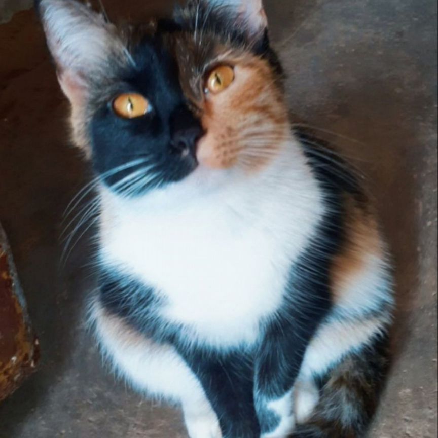 Кошка ласка,к лотку приучены, молодая