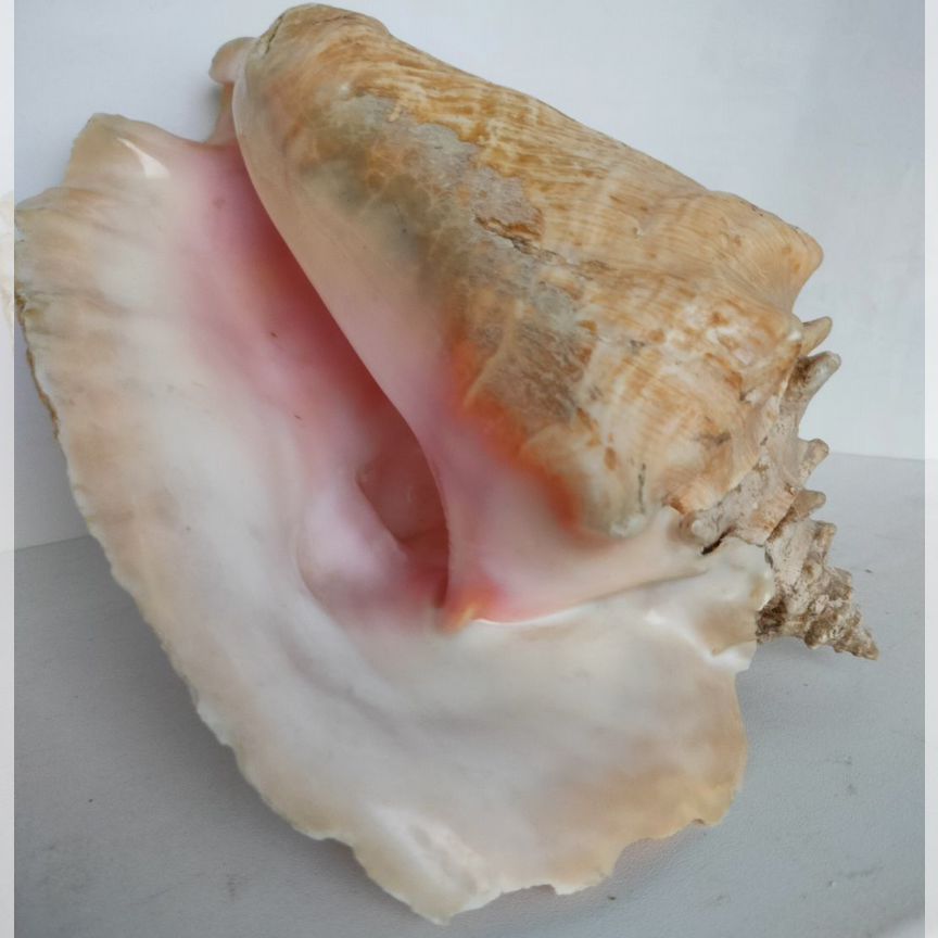 Раковина морская большая