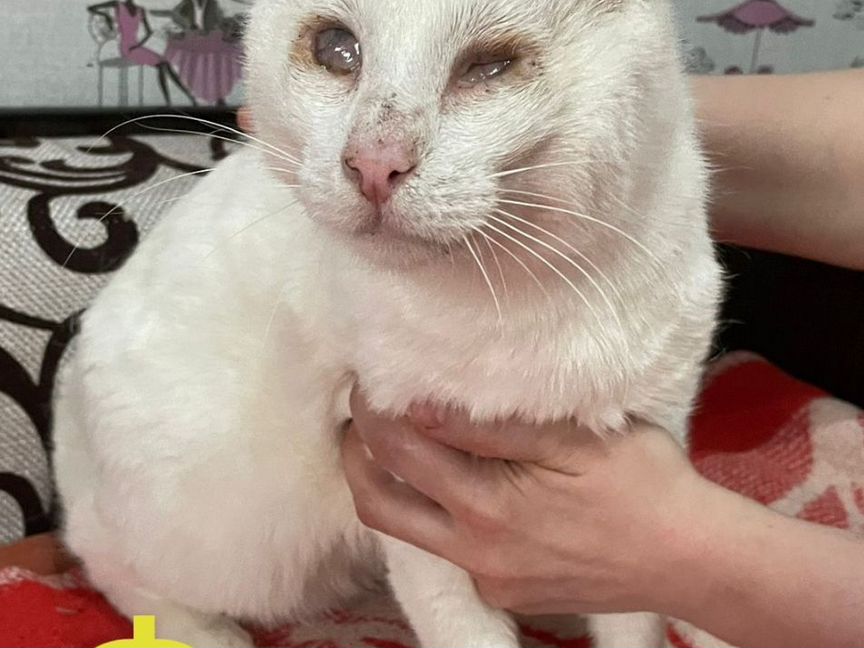 Кот Финн,слепой