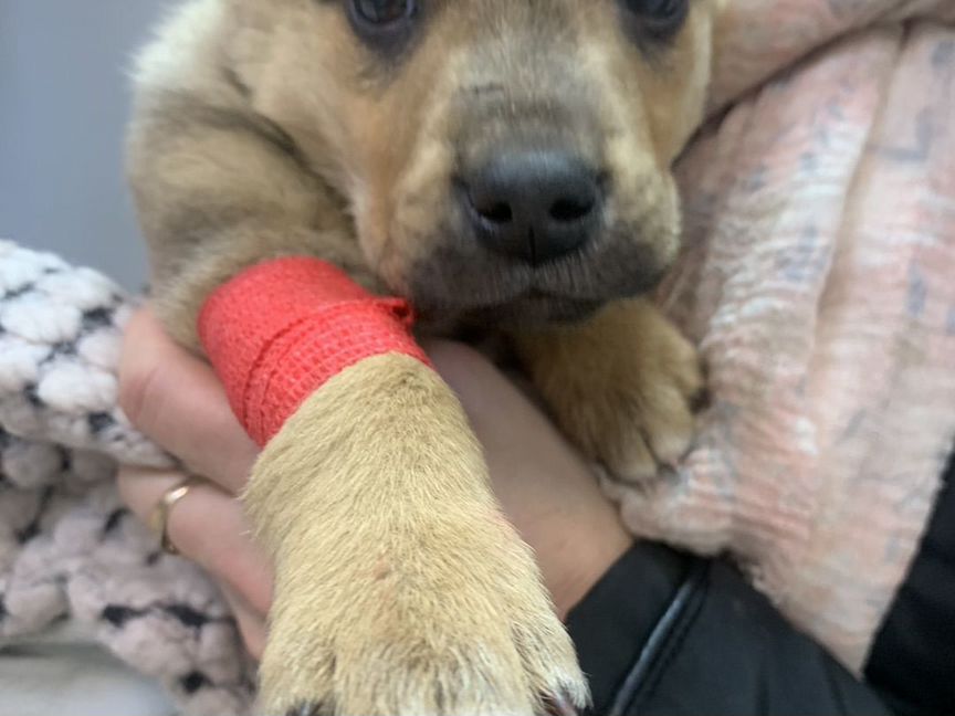 Собака в добрые руки бесплатно