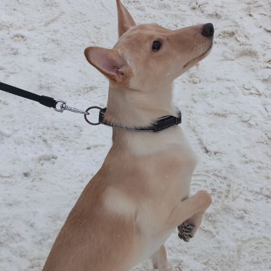 Щенок в добрые руки