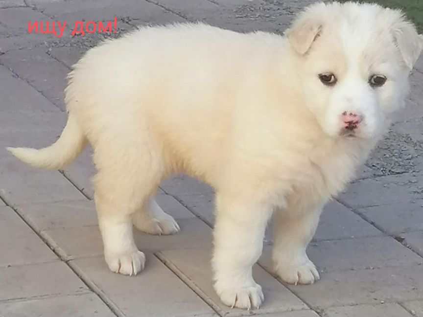 Щенки 1,5 месяца