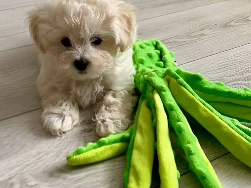 Очаровашки мальтипу ф1