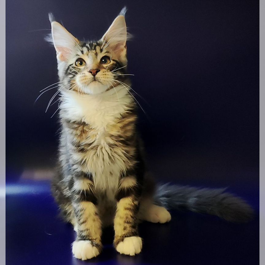 Котенок Мейн кун из питомника