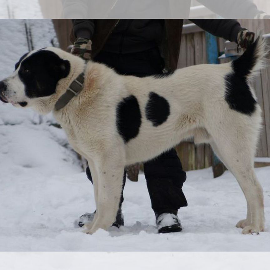 Среднеазиатская овчарка, взрослый пёс