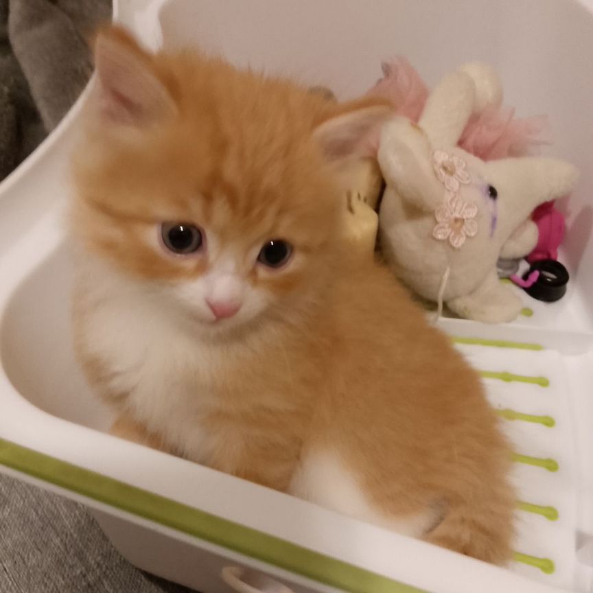 Котёнок в добрые руки