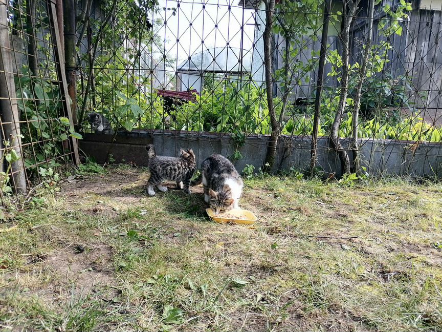 Отдам котят в добрые руки