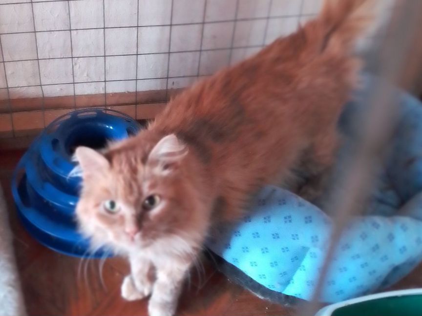 Кошка крысоловка