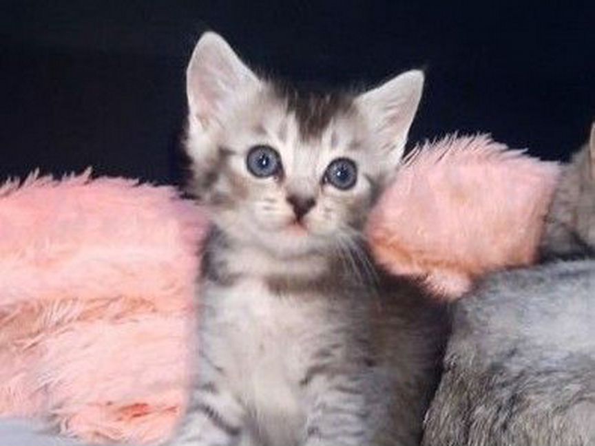 Котята