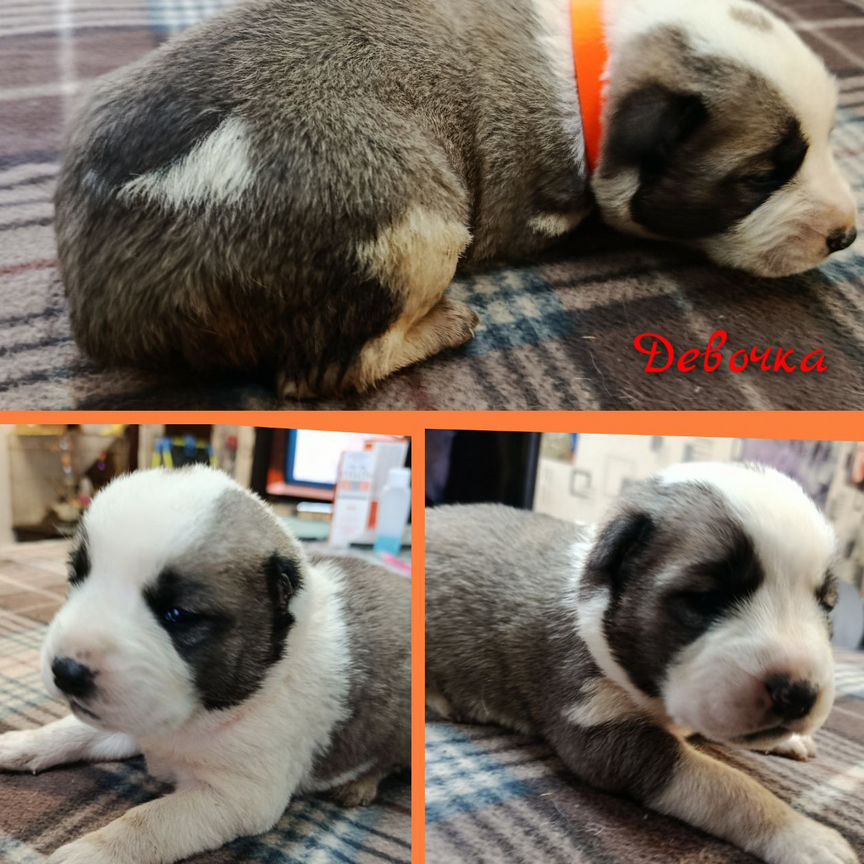 Среднеазиатская овчарка, щенок