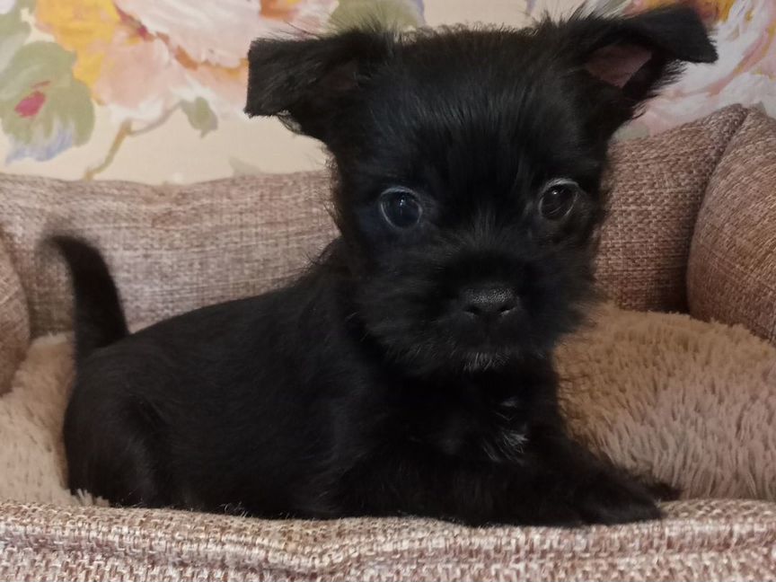 Щенок чорки