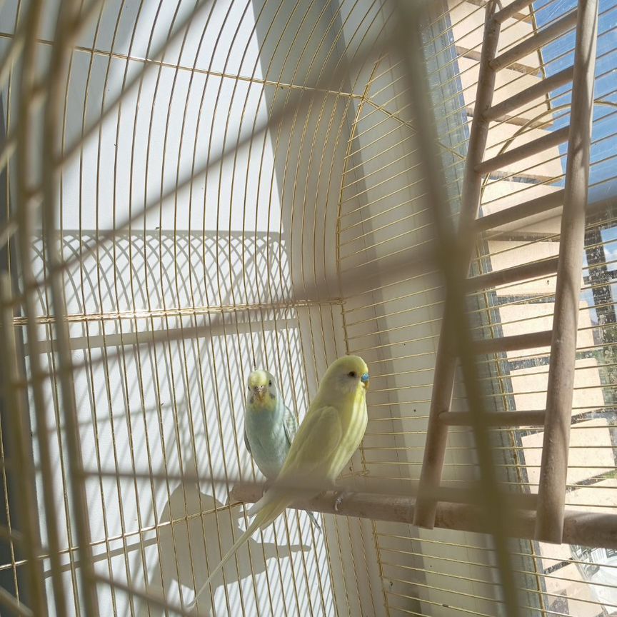 Волнистый попугай