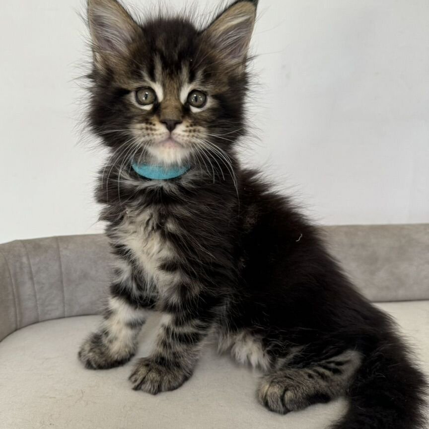 Мейн-кун Джек