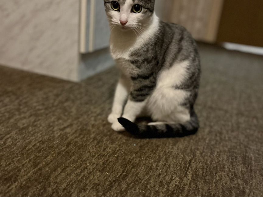 Кошка