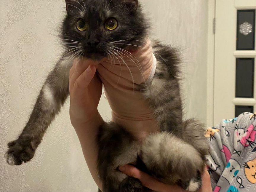 Кошка 7 мес. Окрас черный дым в дар