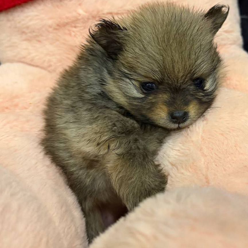 Немецкий шпиц, щенок