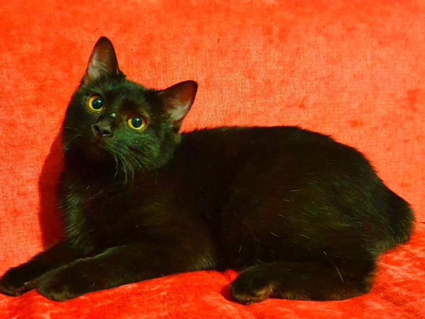 Черная кошечка котенок в добрые руки