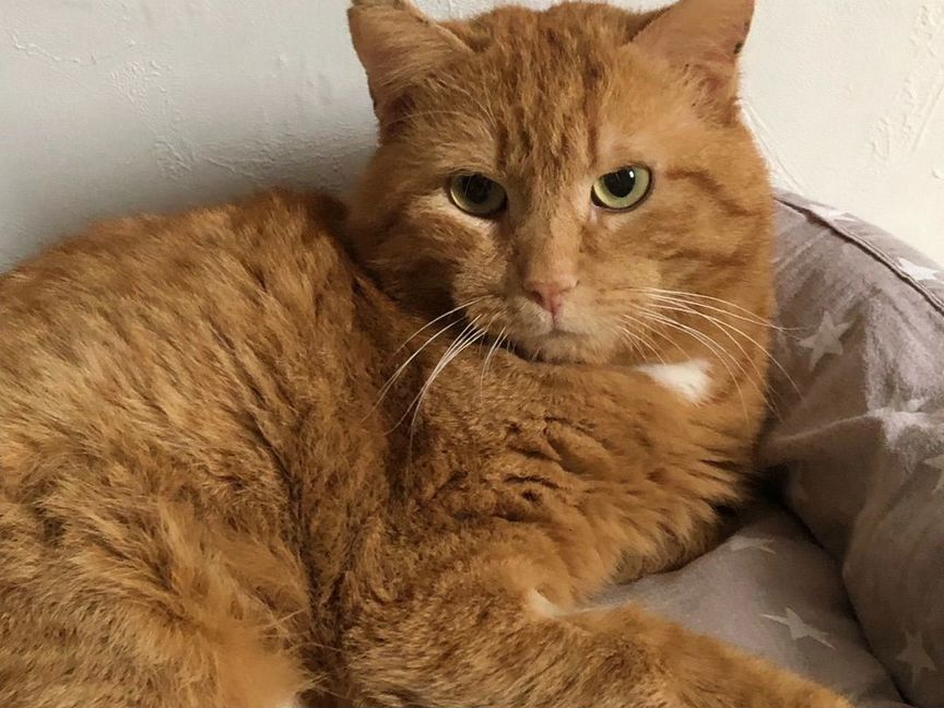 Серафим ищет дом