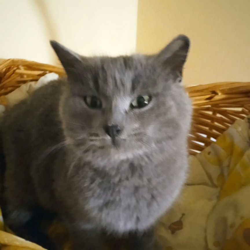 Милая кошка для вас