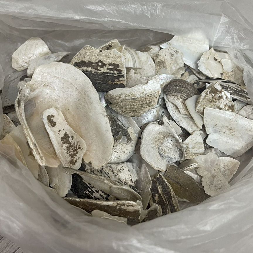 Продам камушки и ракушки