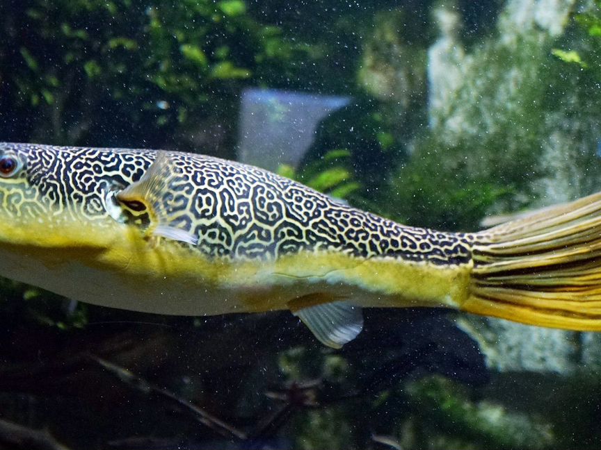 Тетраодон Мбу