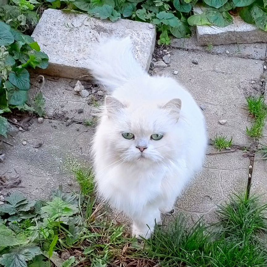 Персидская кошка, взрослая