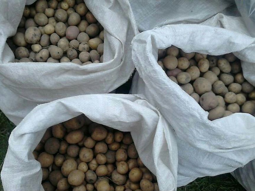 Мелкий картофель