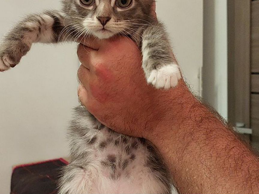 Нежная кошка Маша