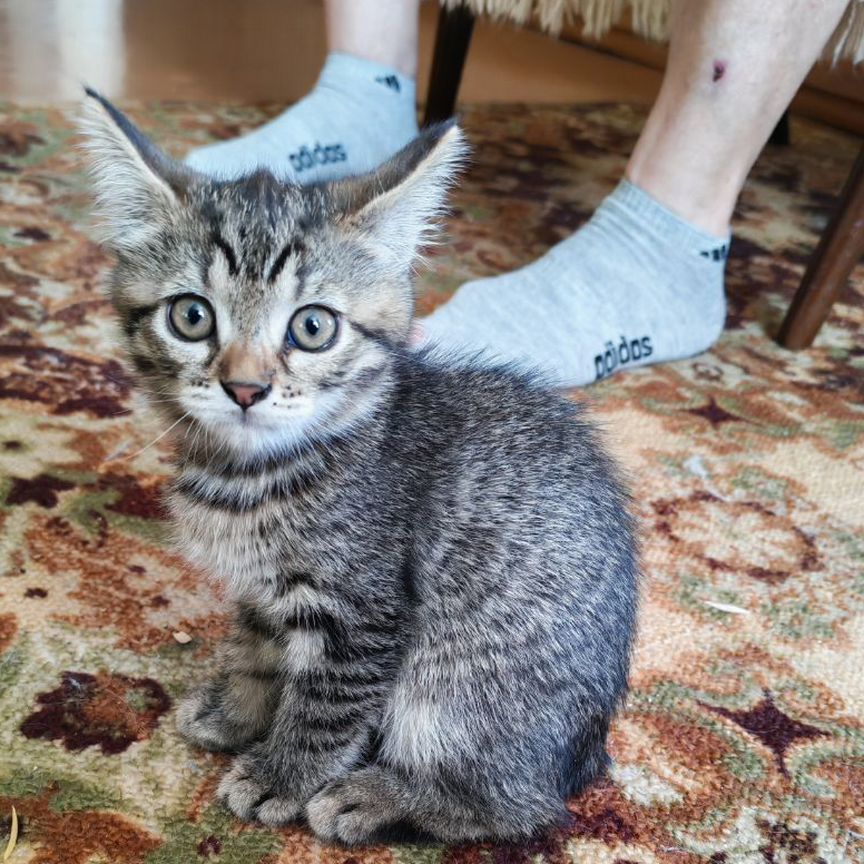 Котёнок в добрые руки