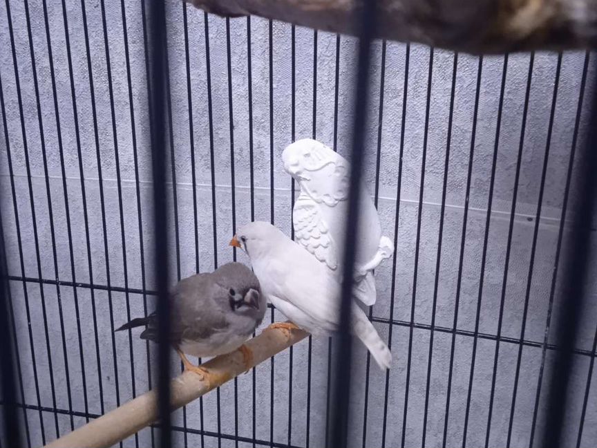 Зебровые амадины птенцы 2 месяца