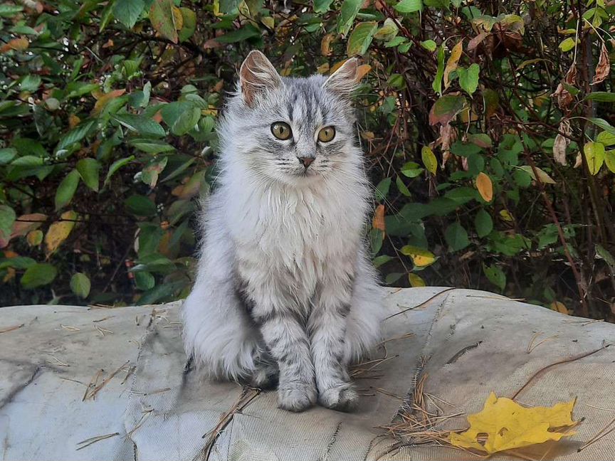 Кошки в добрые руки