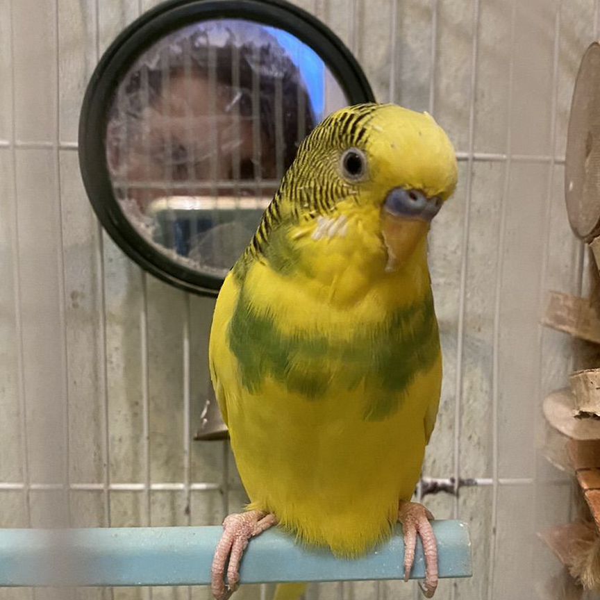 Волнистый попугай самец