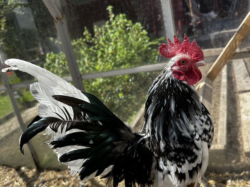 Куры и петухи
